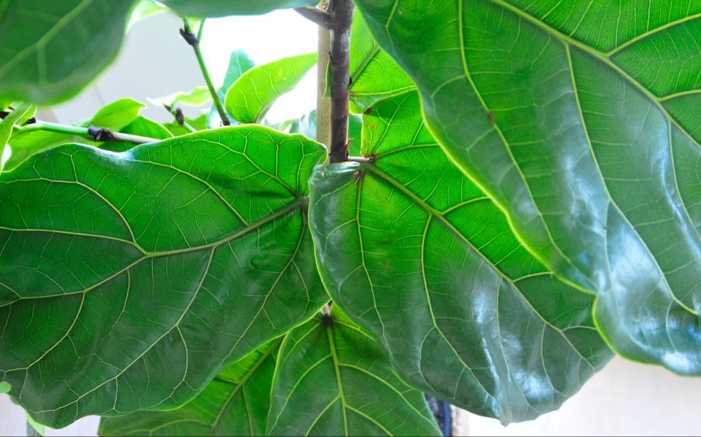 Fiddle Leaf Figs- The Most Finicky of Houseplants and How Not to Kill Them