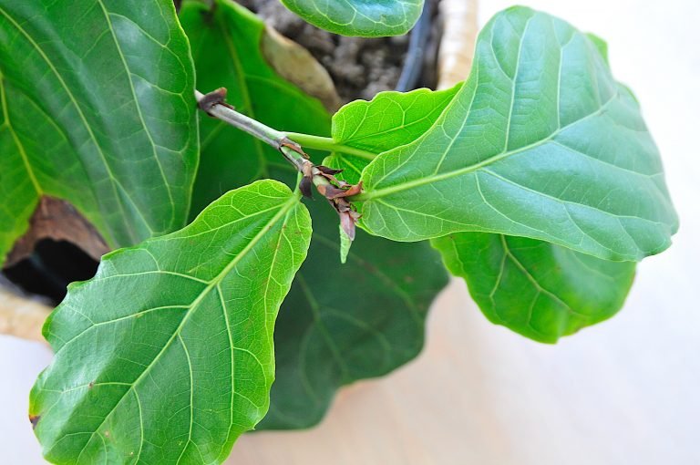 Fiddle Leaf Figs- The Most Finicky of Houseplants and How Not to Kill Them