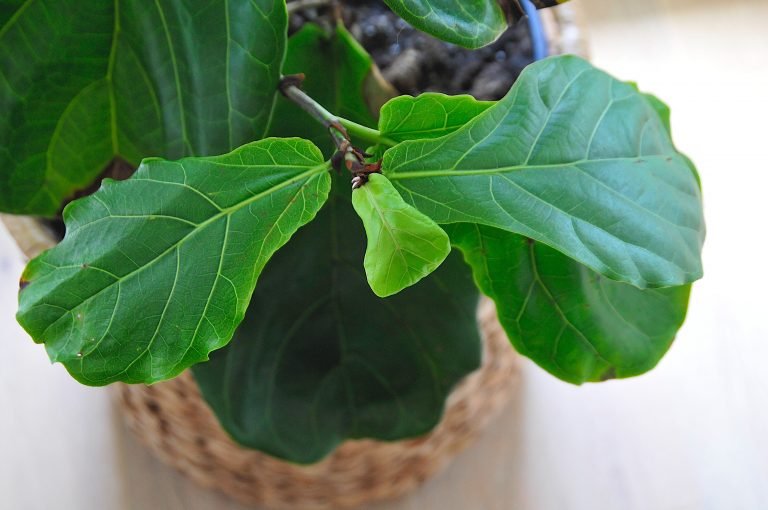 Fiddle Leaf Figs- The Most Finicky of Houseplants and How Not to Kill Them