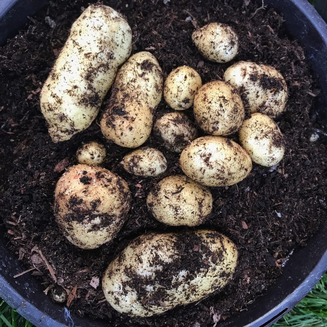 How To Grow Your Own Potatoes